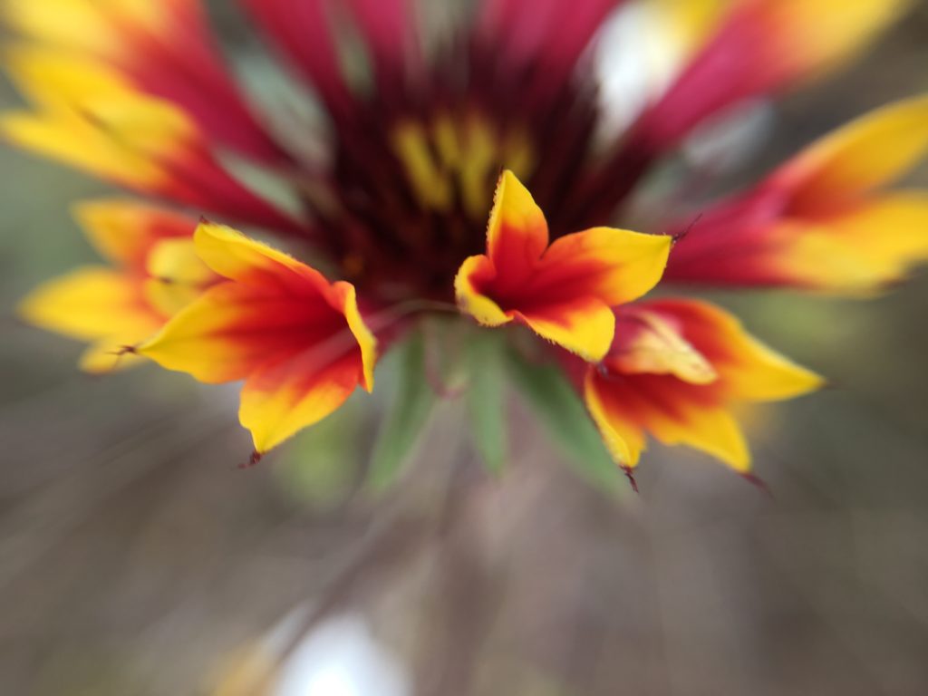 Pantser, Plotter, Plantser – E. Marie Robertson